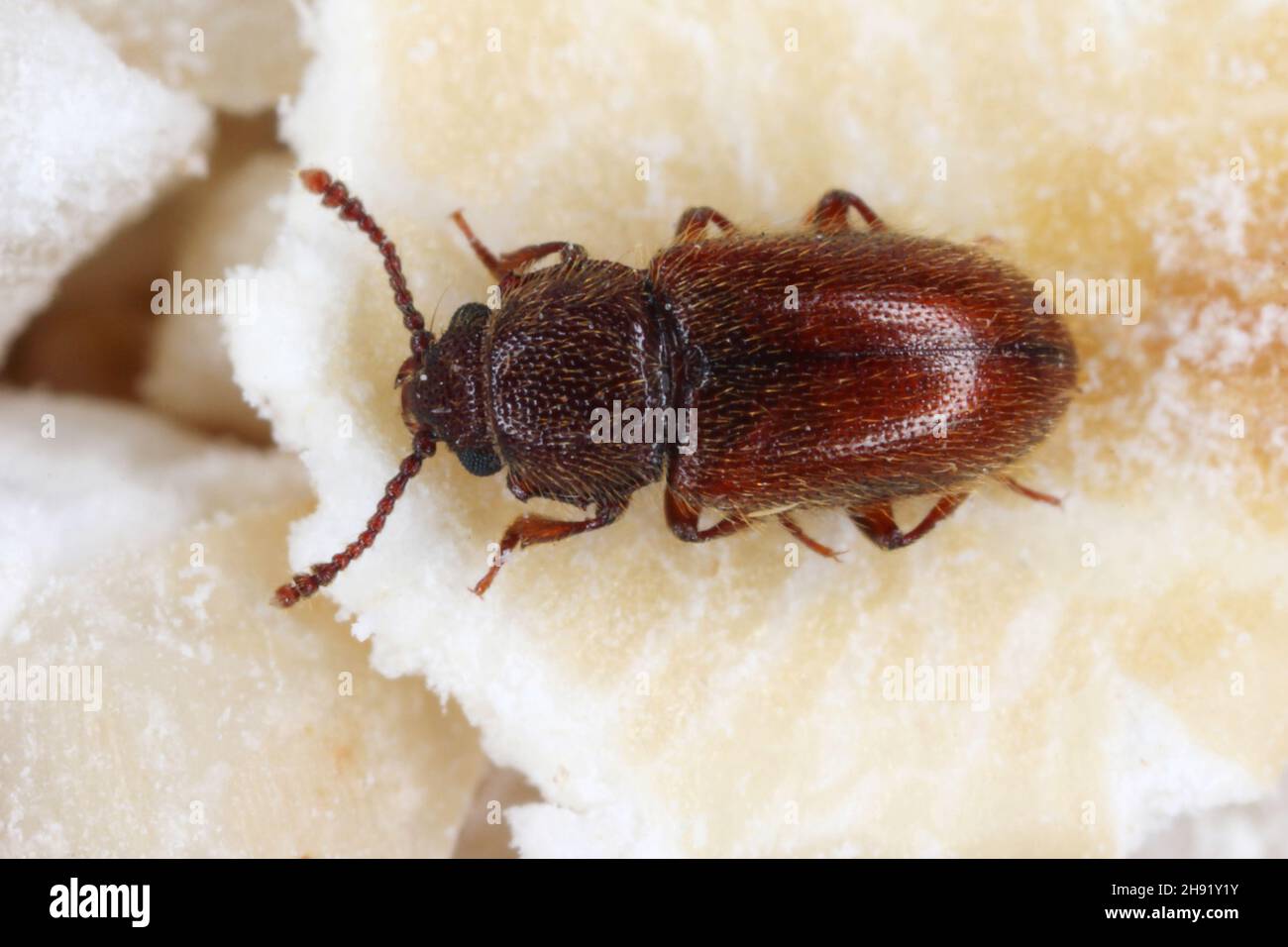 Beetle Cryptophagus of the family Cryptophagidae, the silken fungus ...