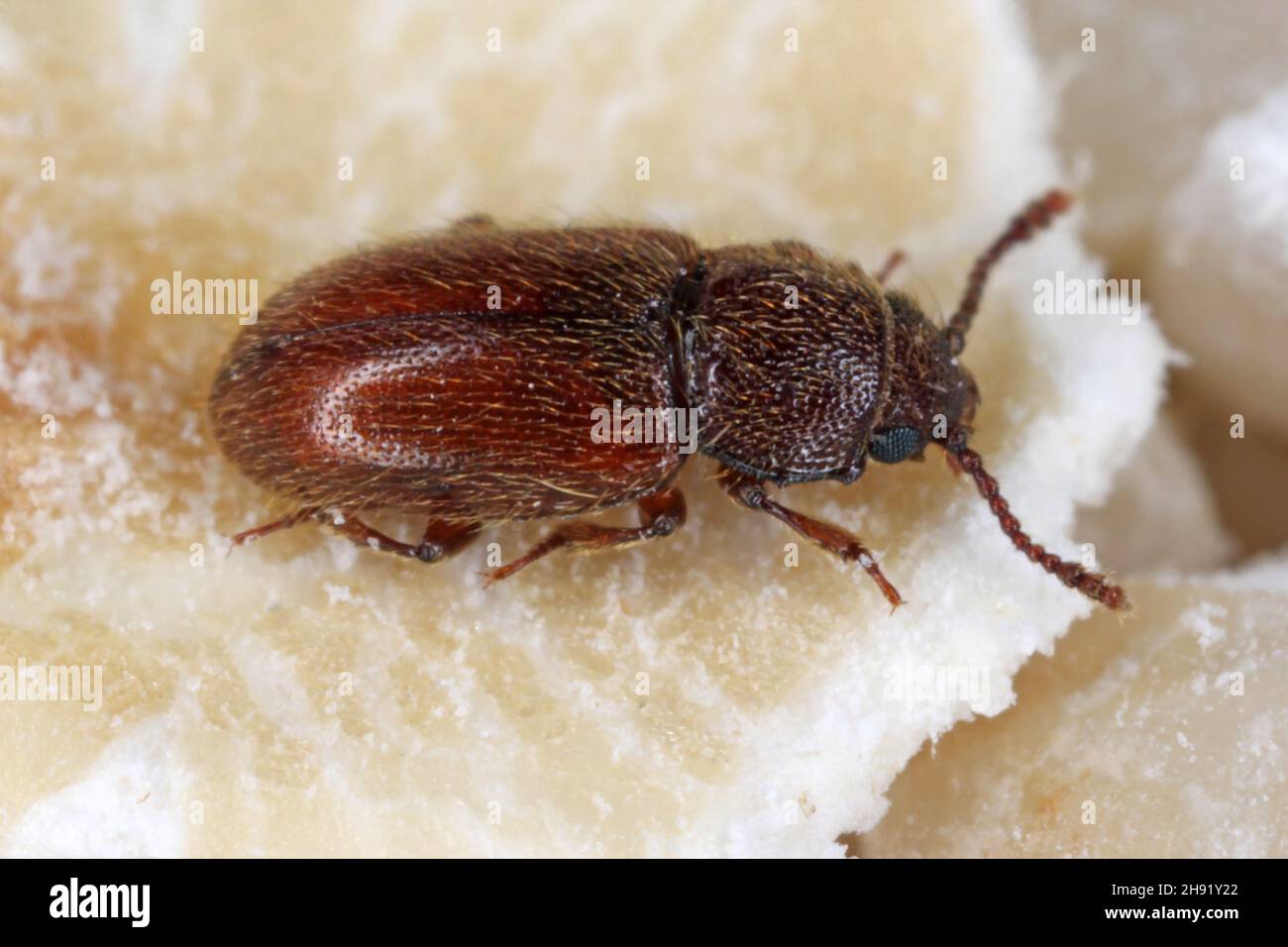 Beetle Cryptophagus of the family Cryptophagidae, the silken fungus ...