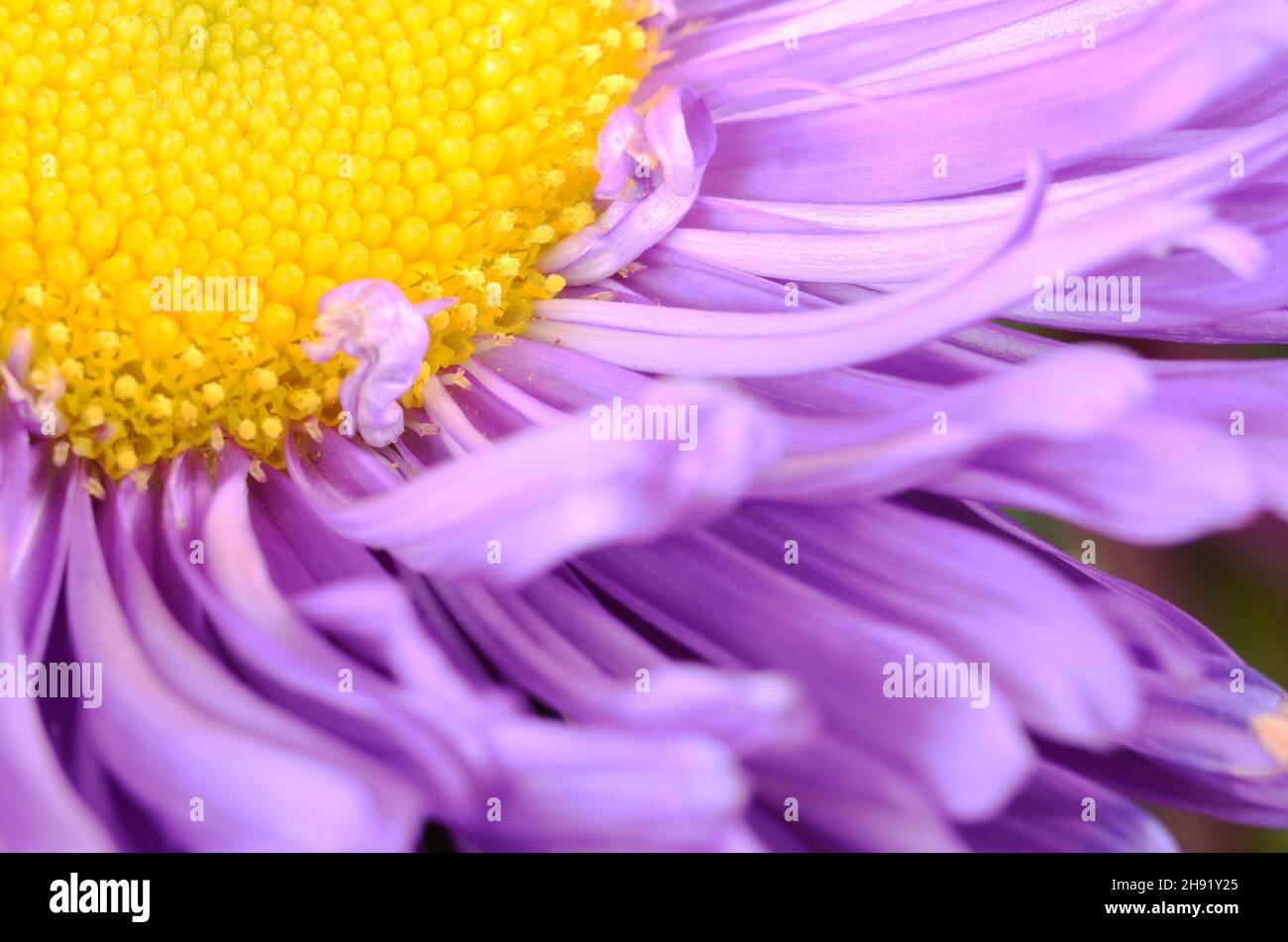 Violet aster flower closeup photo Stock Photo - Alamy