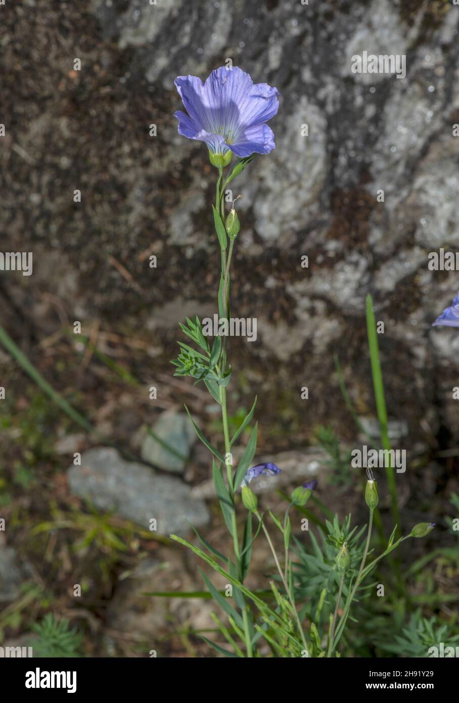 Alpine flax, Linum alpinum, in flower, Alps Stock Photo - Alamy