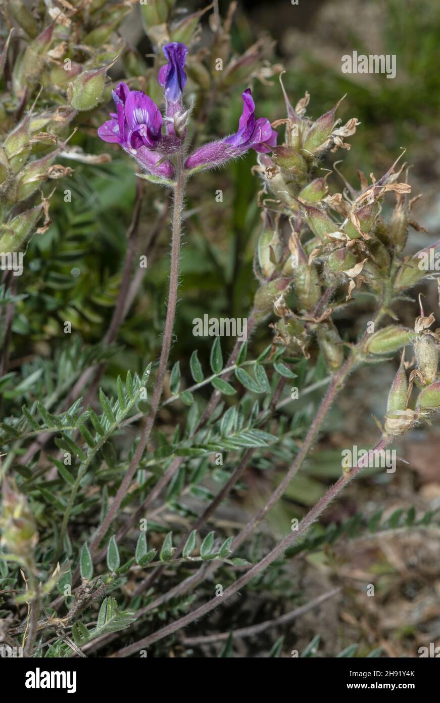 Northern Milk-vetch, Oxytropis lapponica, in flower. An arctic-alpine ...