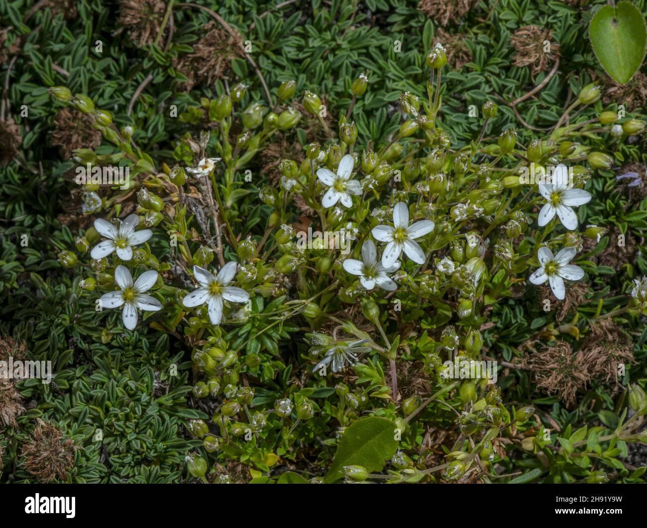 Fringed sandwort, Arenaria ciliata in flower in the alps Stock Photo ...