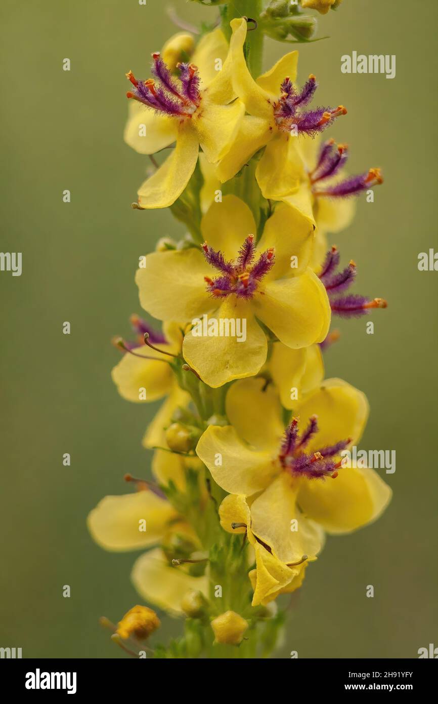 Closeup shot of a beautiful yellow moth mullein blossoming with blurred ...