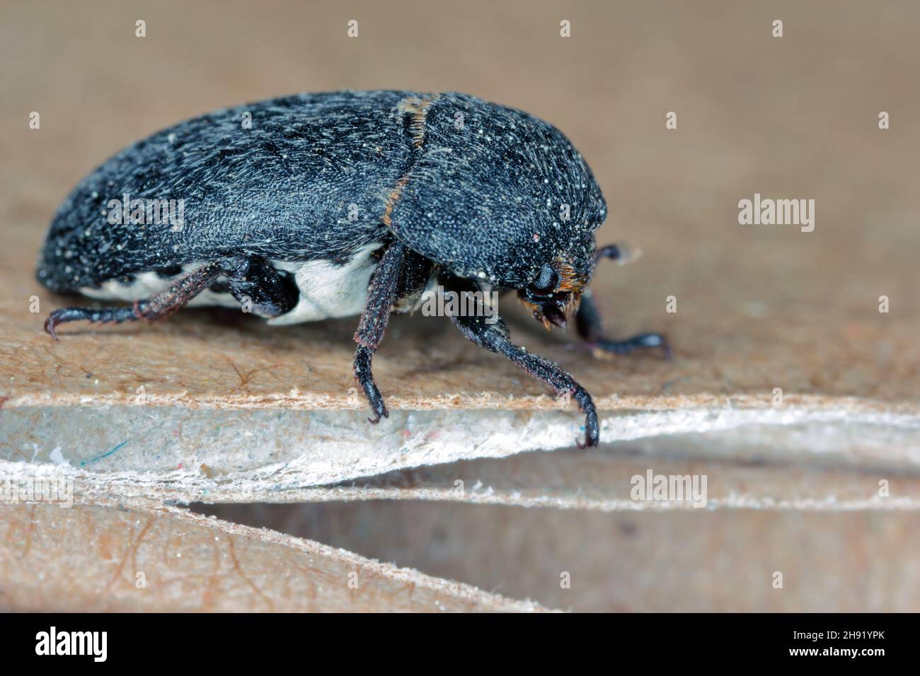 Dermestes laniarius is a species of beetle from the skin beetles family ...