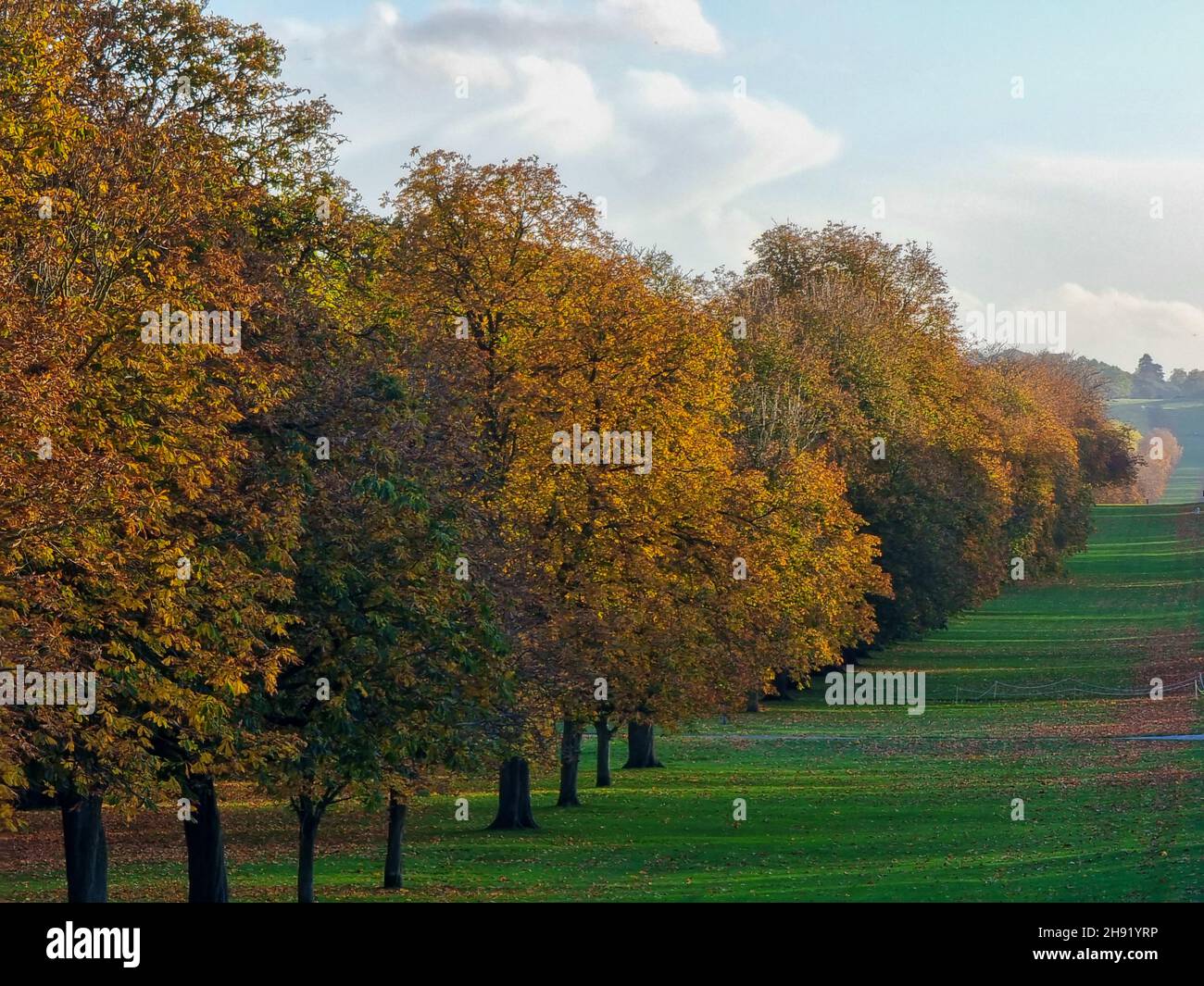 Windsor Great Park with colorful plants in autumn Stock Photo - Alamy