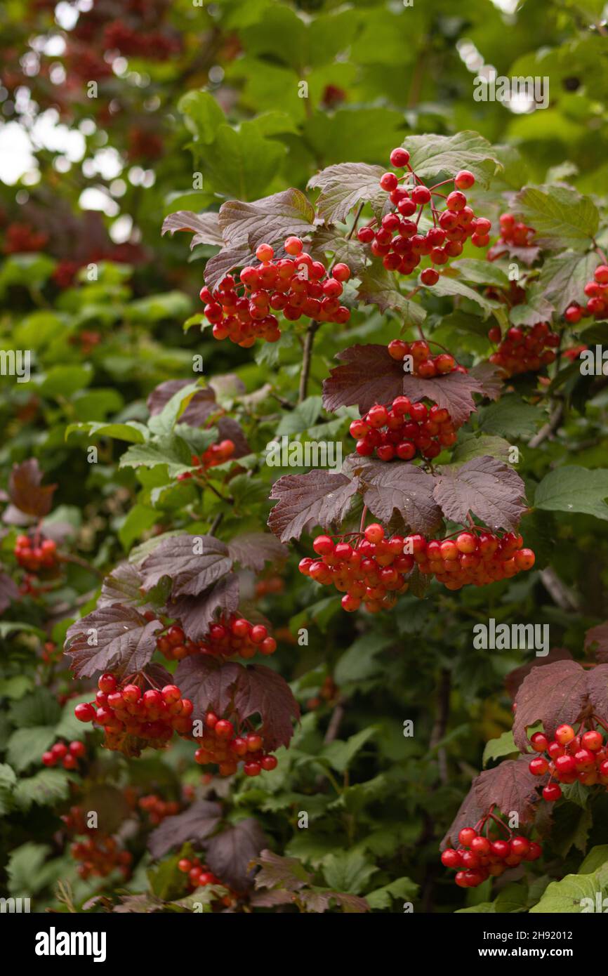 Closeup of viburnum shrub with red berries Stock Photo - Alamy