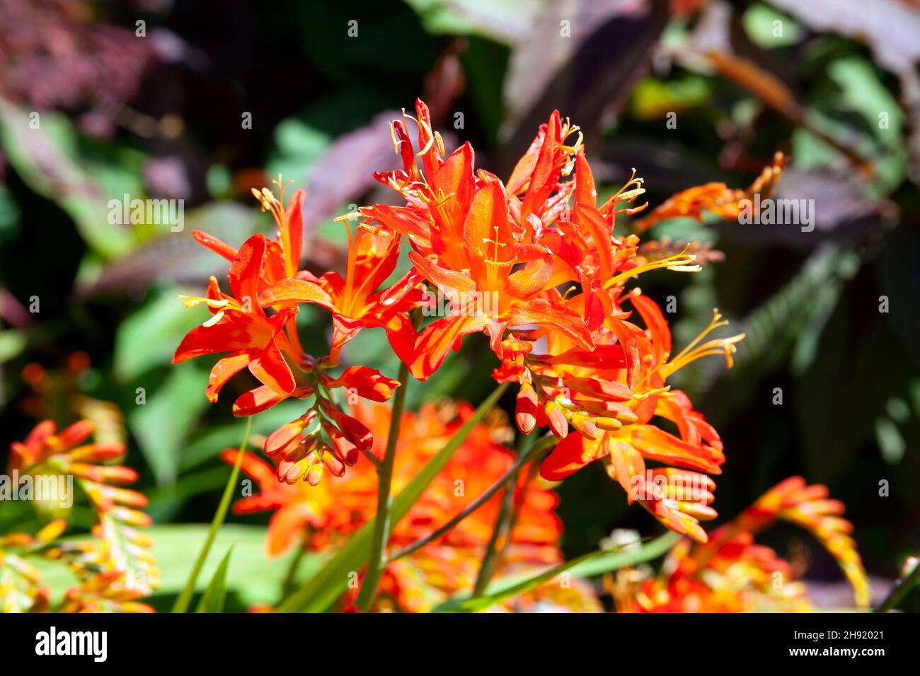 Crocosmia 'Spitfire' a summer autumn flowering plant with an orange red ...