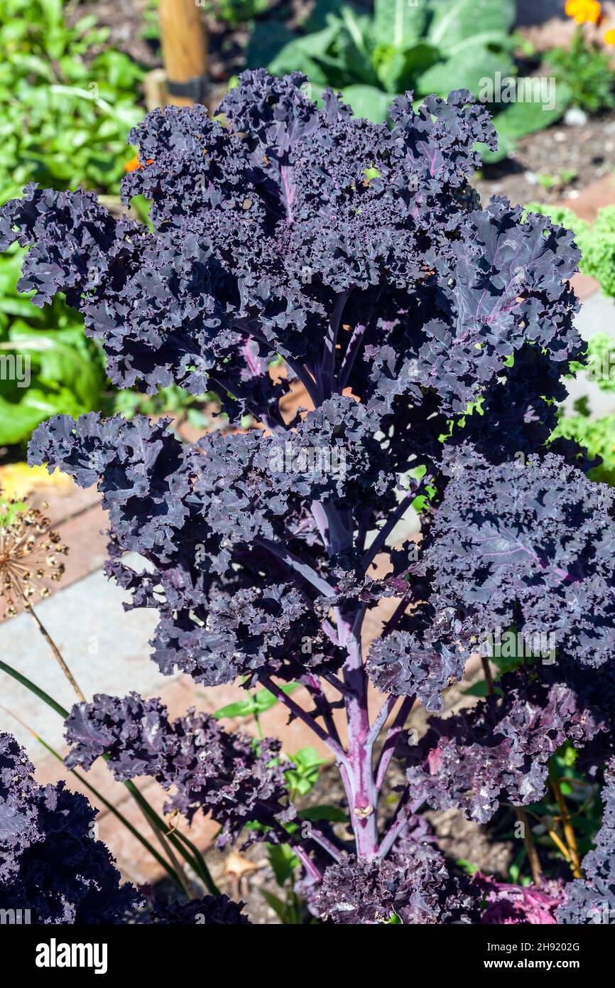 Organic purple kale vegetable grown for its fresh nutrition food health ...