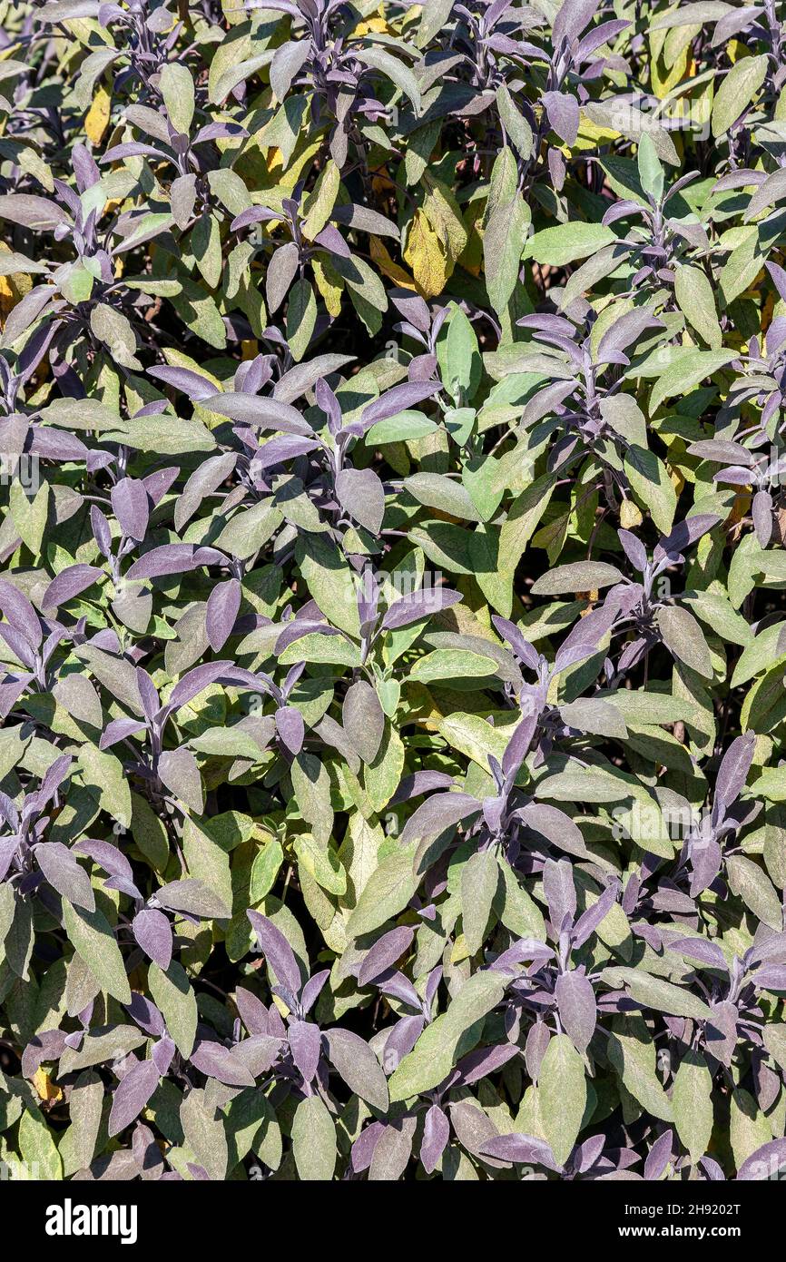 Purple Sage (Salvia officinalis 'Purpurascens') background a summer ...