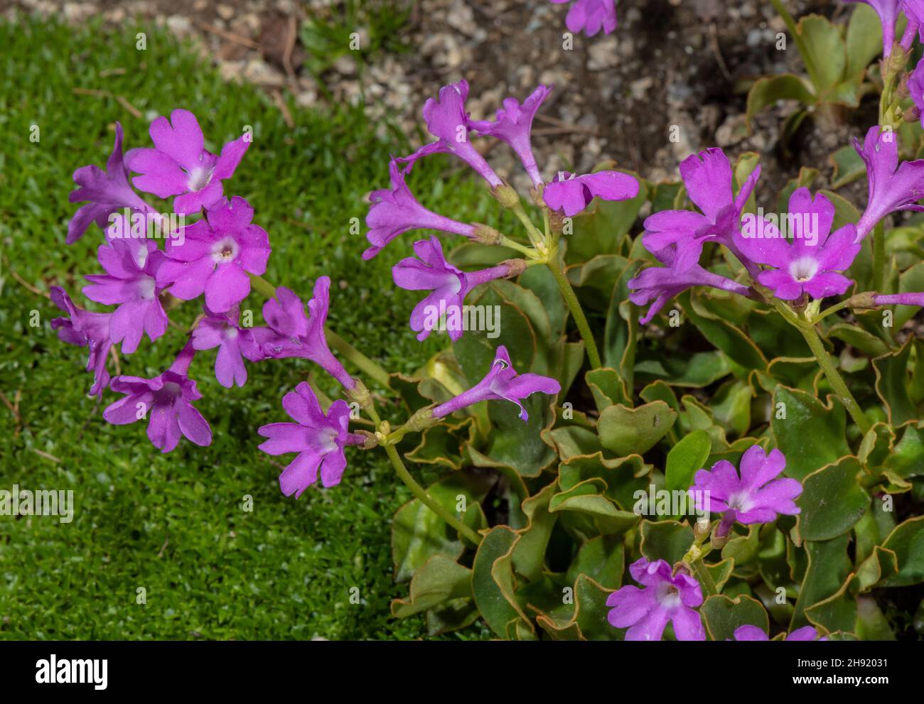 Piedmont primrose hi-res stock photography and images - Alamy