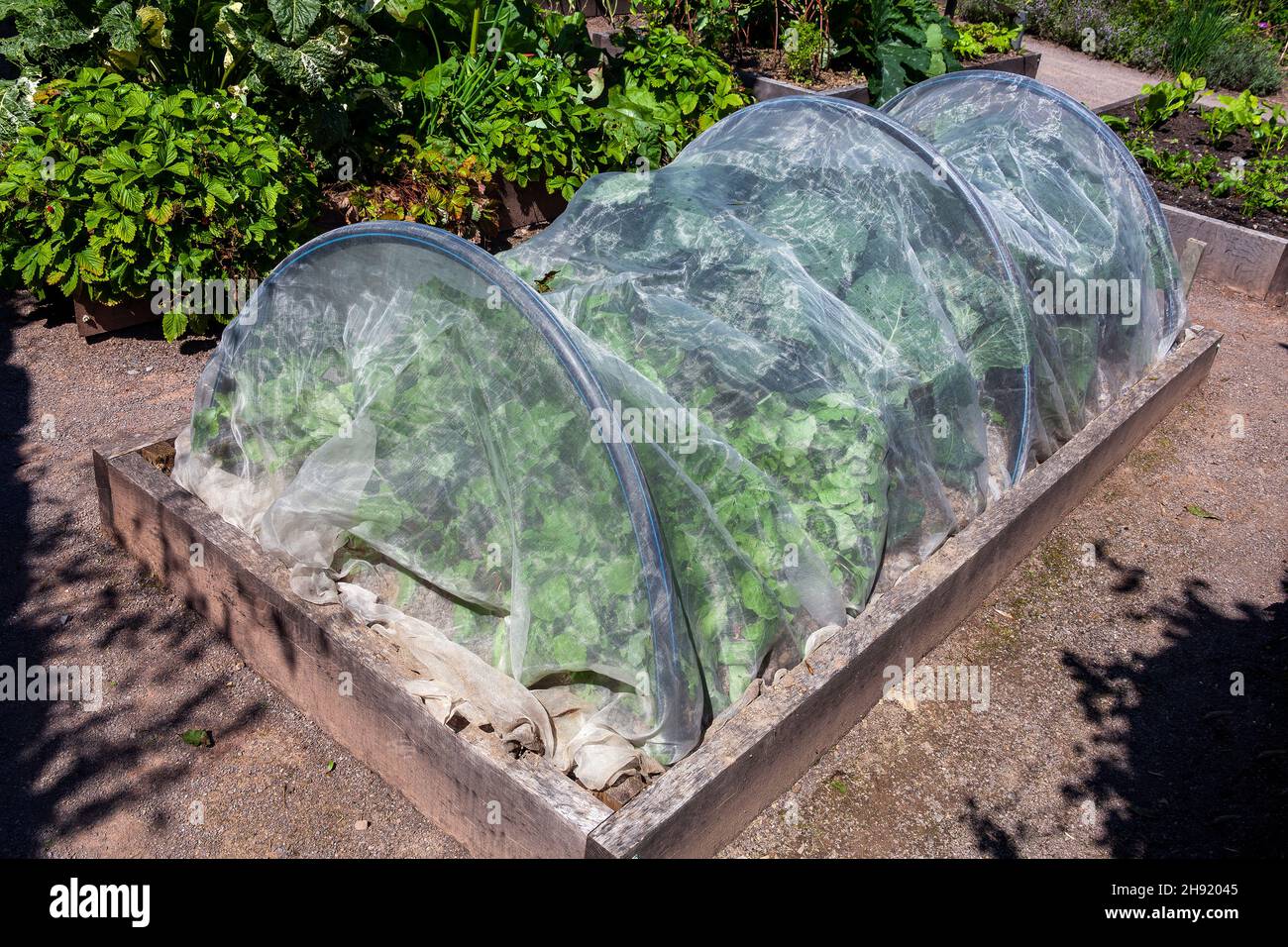 Garden cloche of cabbage and vegetables growing in a raised bed with a ...
