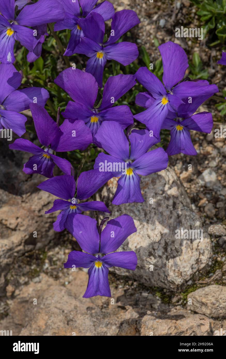 Viola culminis hi-res stock photography and images - Alamy