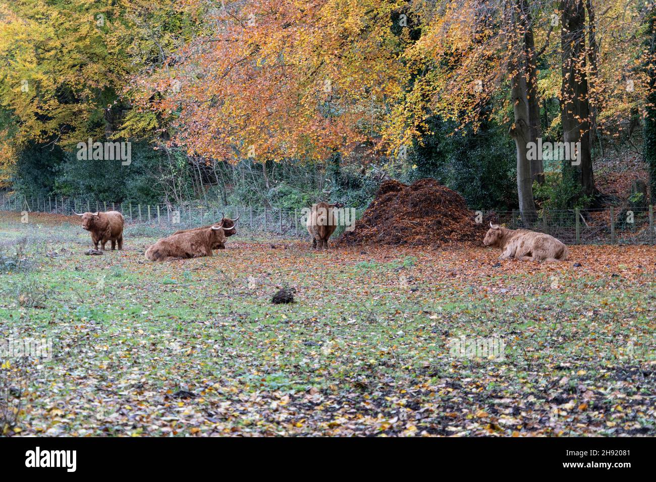 Scary cows hi-res stock photography and images - Alamy