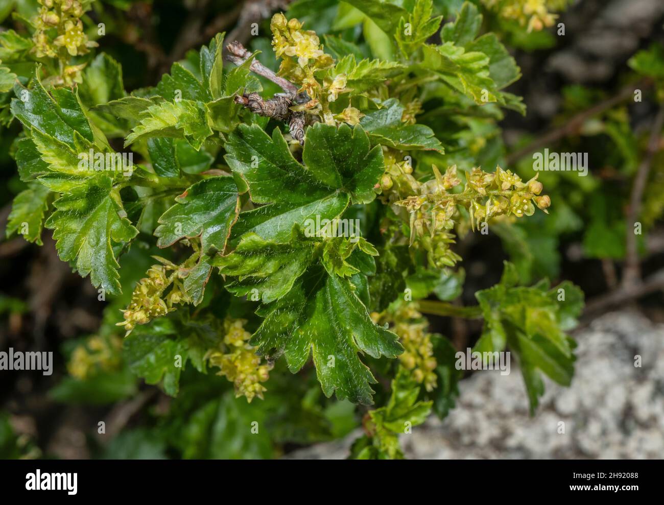 Alps currant hi-res stock photography and images - Alamy