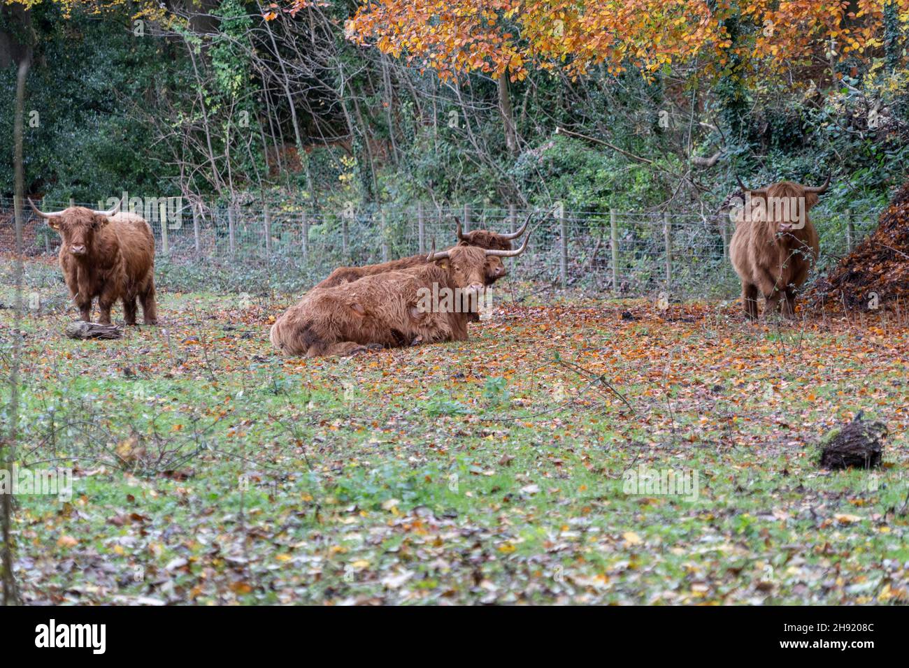 Scary cows hi-res stock photography and images - Alamy
