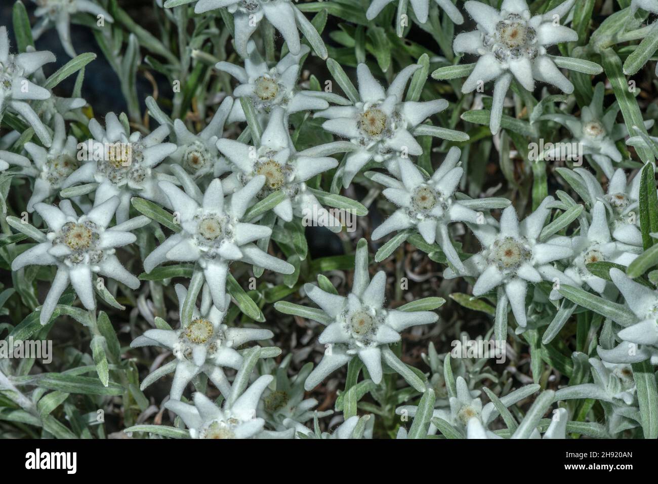 Edelweiss, Leontopodium nivale, in flower in the Alps Stock Photo - Alamy