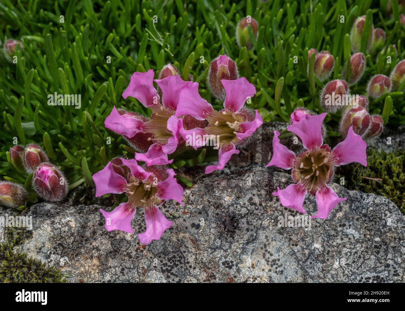 Dwarf Soapwort, Saponaria pumilio in flower, on acid rock, Alps Stock ...