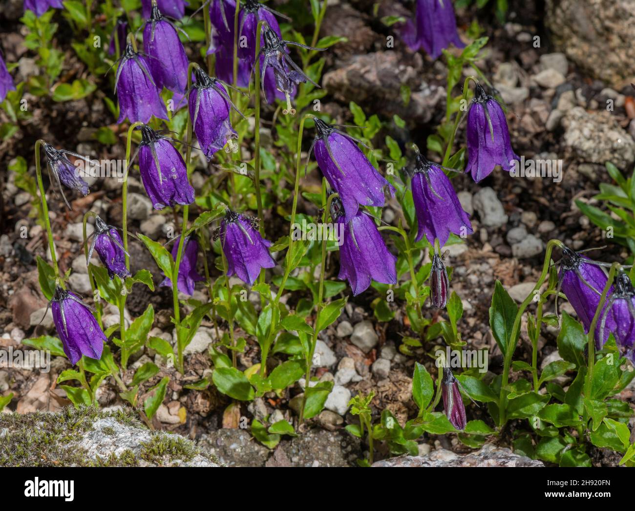 Dark Bellflower, Campanula pulla in flower, Alps Stock Photo - Alamy