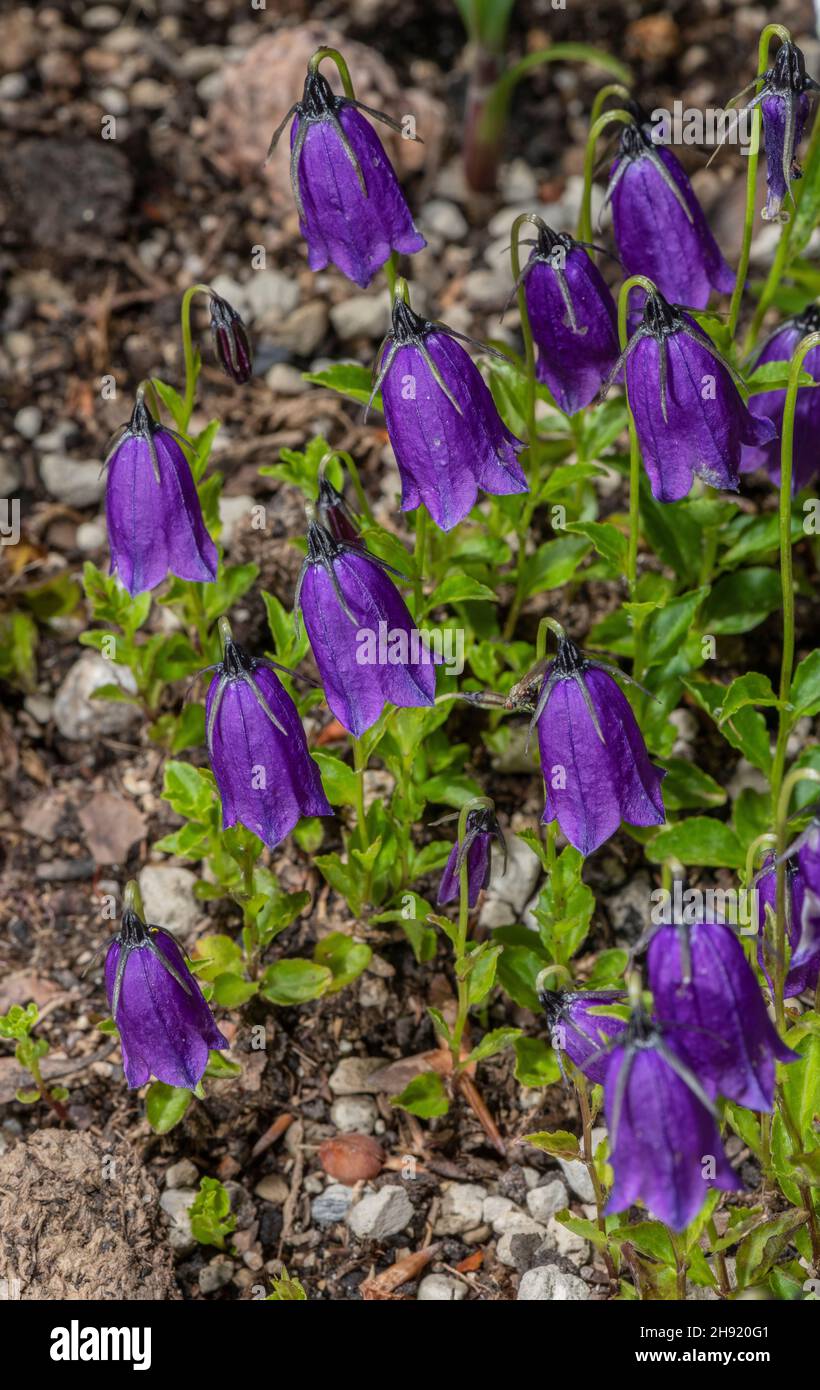 Dark Bellflower, Campanula pulla in flower, Alps Stock Photo - Alamy