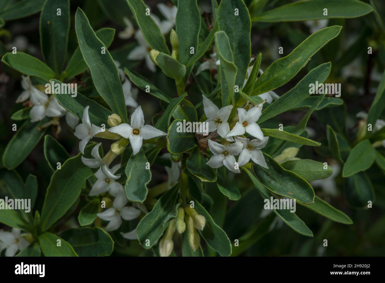 Alpine Daphne, Daphne alpina, in flower in the French Alps Stock Photo ...