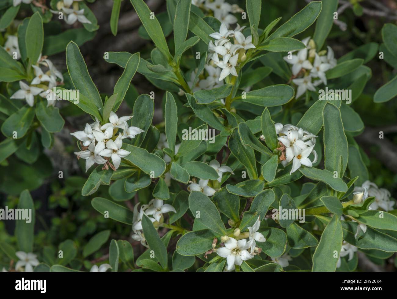 Daphne Alpina High Resolution Stock Photography and Images - Alamy