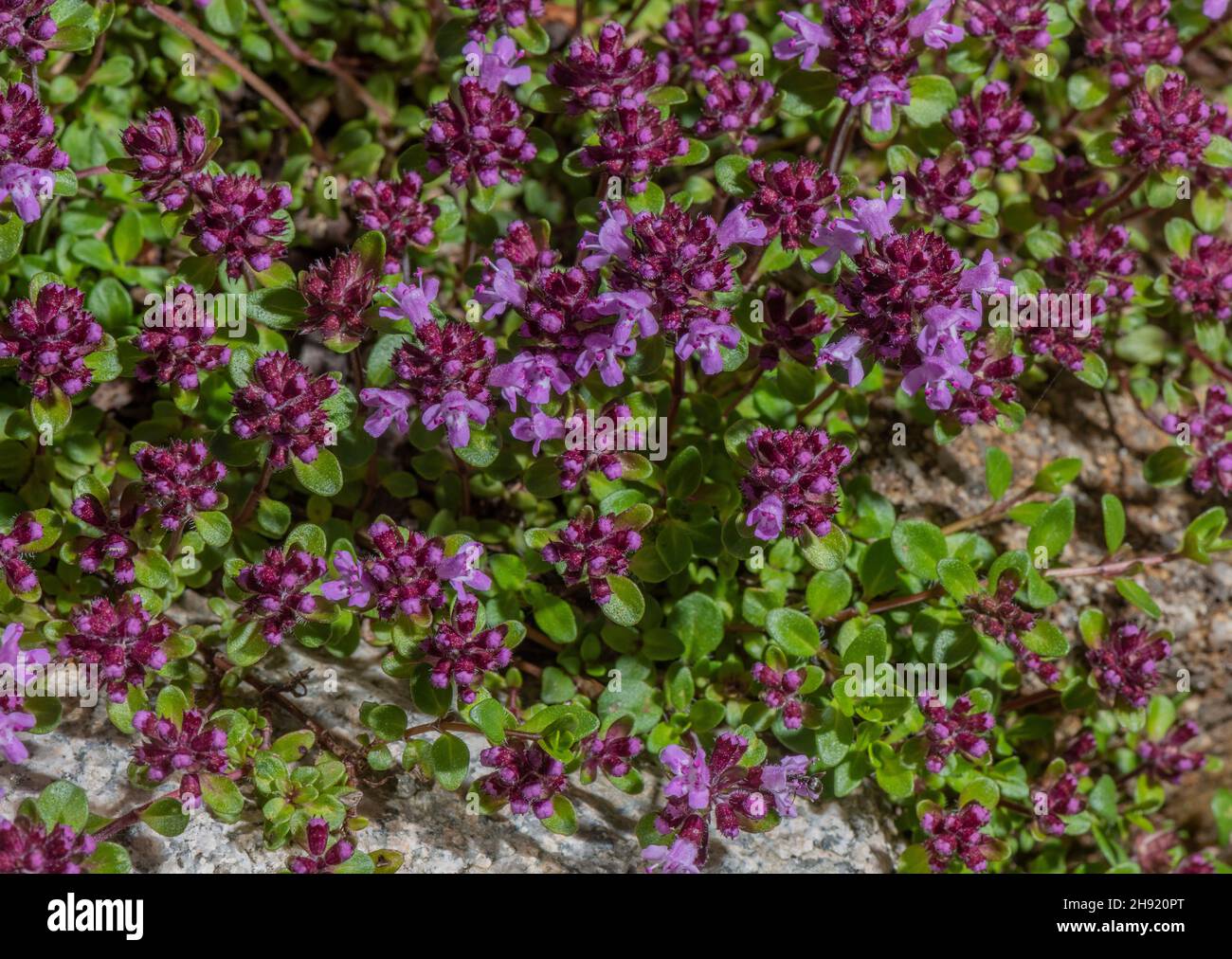Wild Thyme, Thymus polytrichus in flower in dry rocky grassland Stock ...