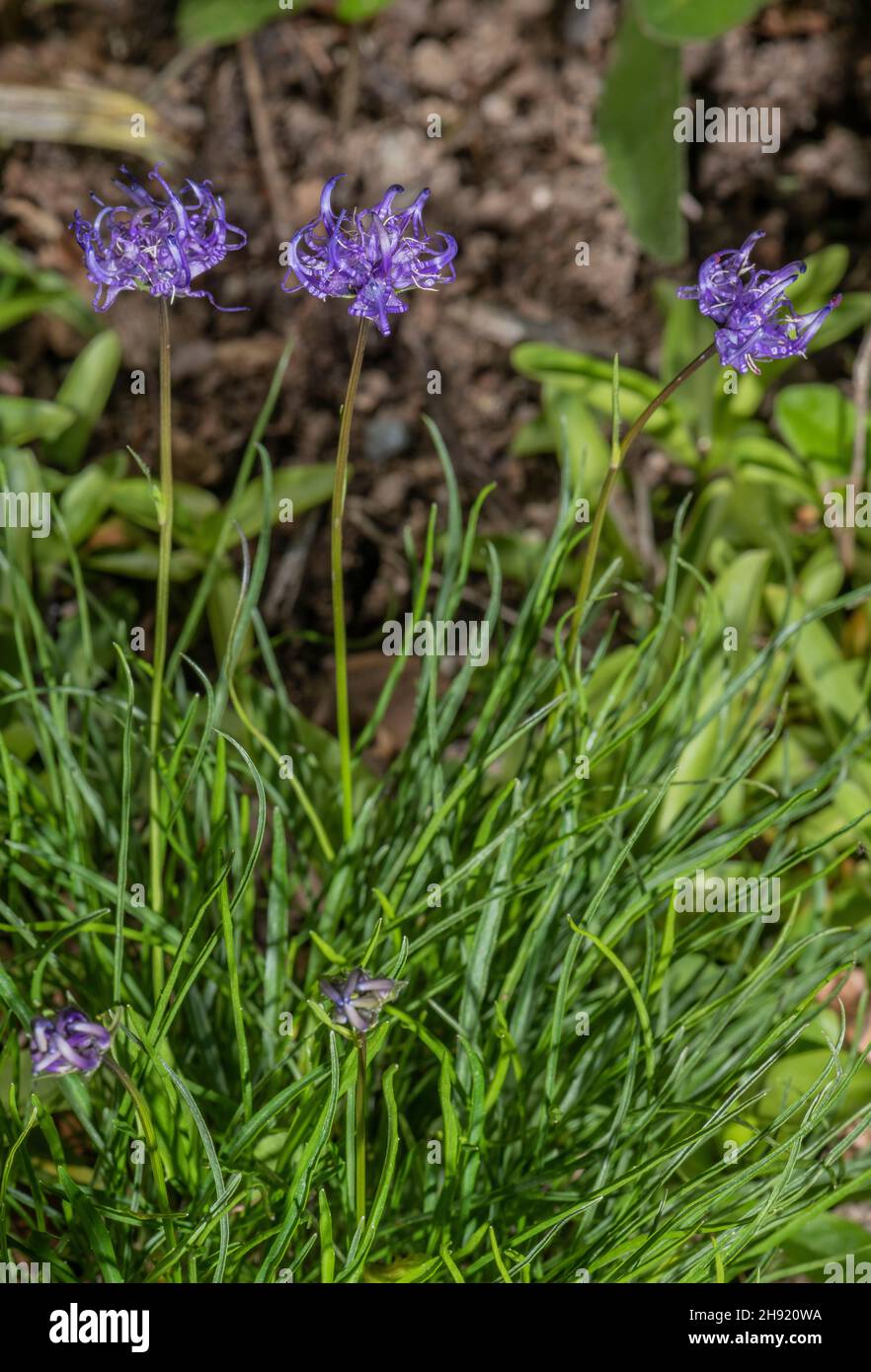 Globe-headed rampion, Phyteuma hemisphaericum in flower Stock Photo - Alamy