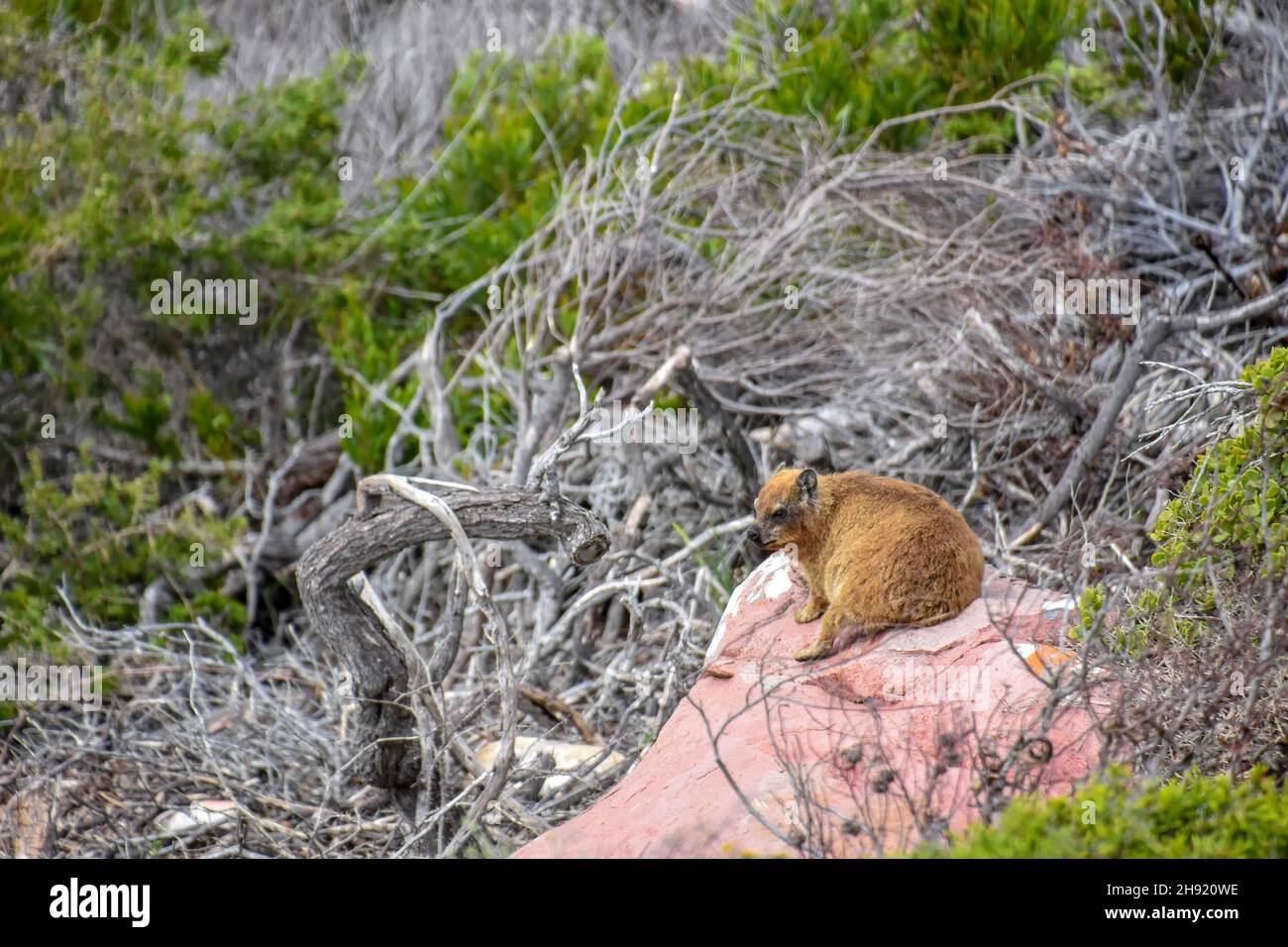 a dassie or rock rabbit seen from the Oyster Catcher Trail near ...