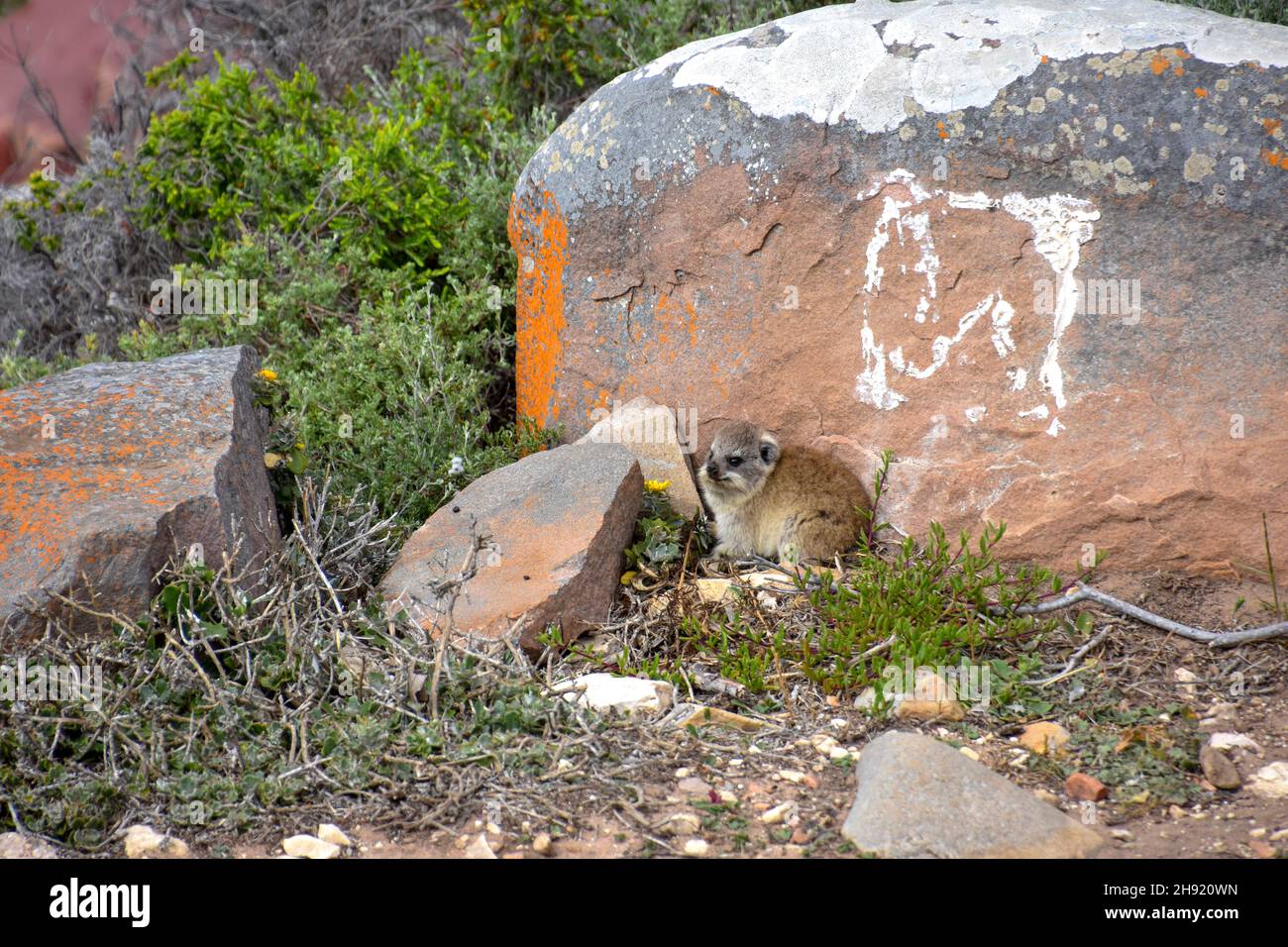a dassie or rock rabbit seen from the Oyster Catcher Trail near ...