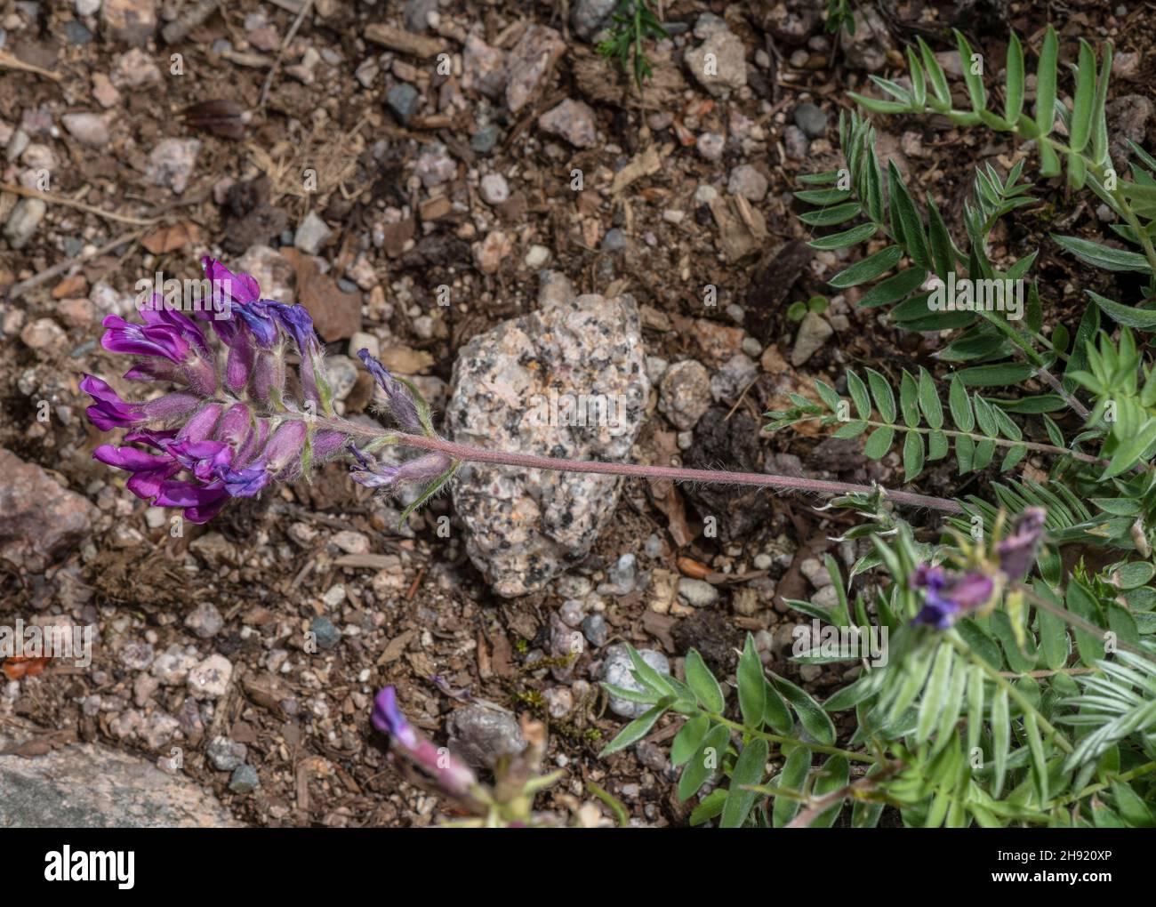 Haller's Oxytropis, Oxytropis halleri in flower, tundra Stock Photo - Alamy