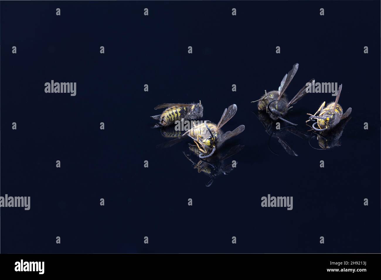 Deceased wasp hi-res stock photography and images - Alamy