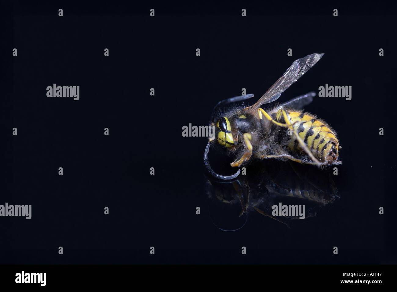 Deceased wasp hi-res stock photography and images - Alamy