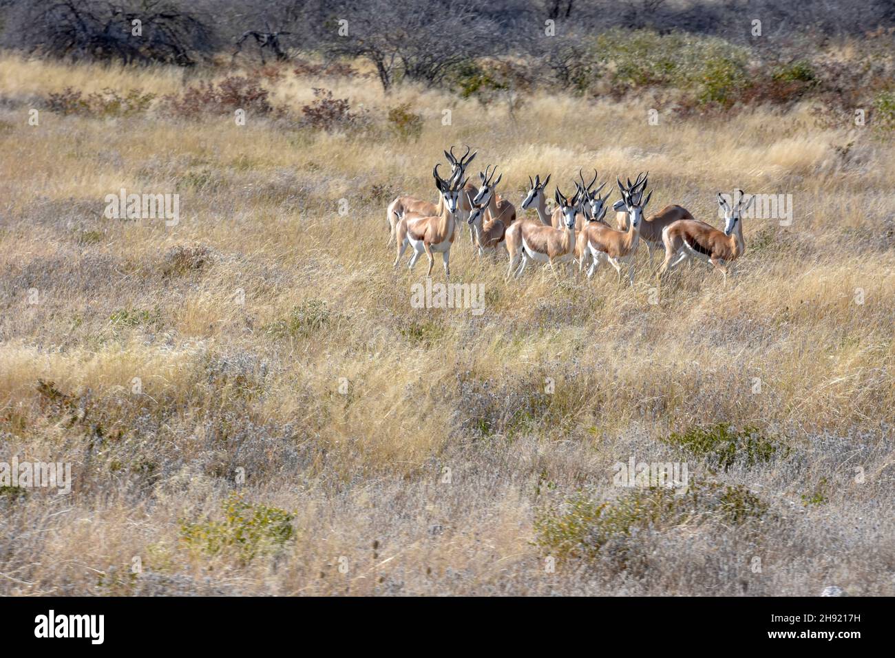 Herd springboks road hi-res stock photography and images - Alamy