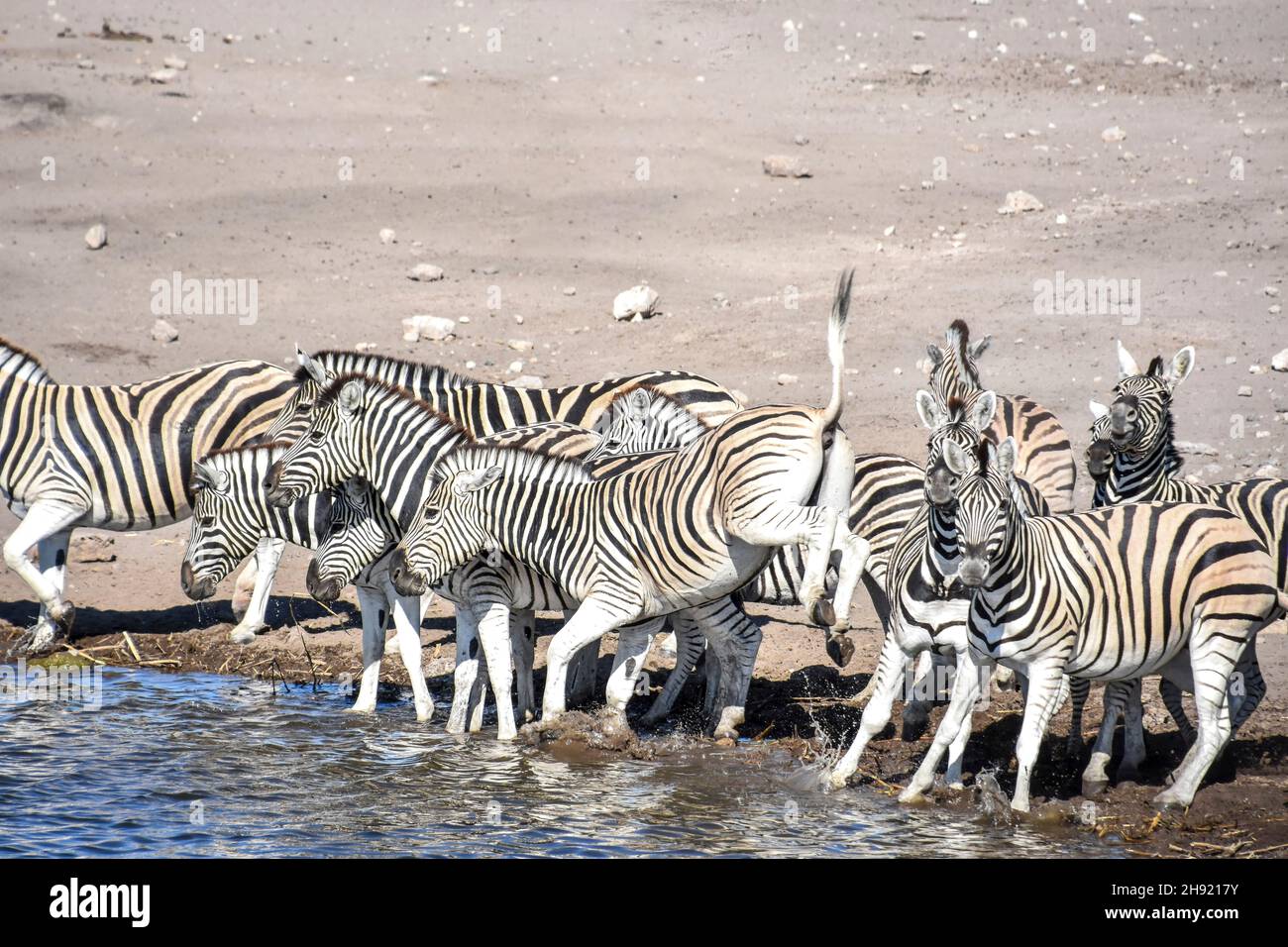 Group zebras running hi-res stock photography and images - Alamy