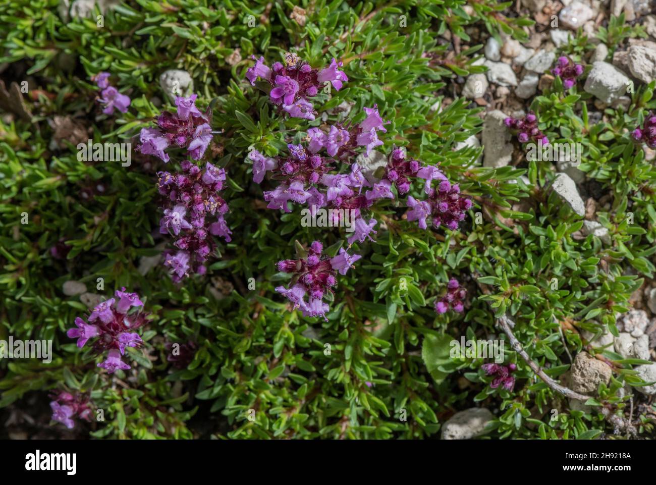 Thym flower hi-res stock photography and images - Alamy