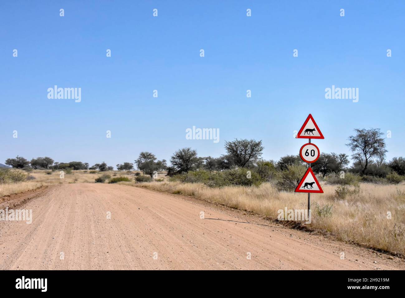 A speed limit sign in Namibia warning drivers of crossing cheetahs and ...