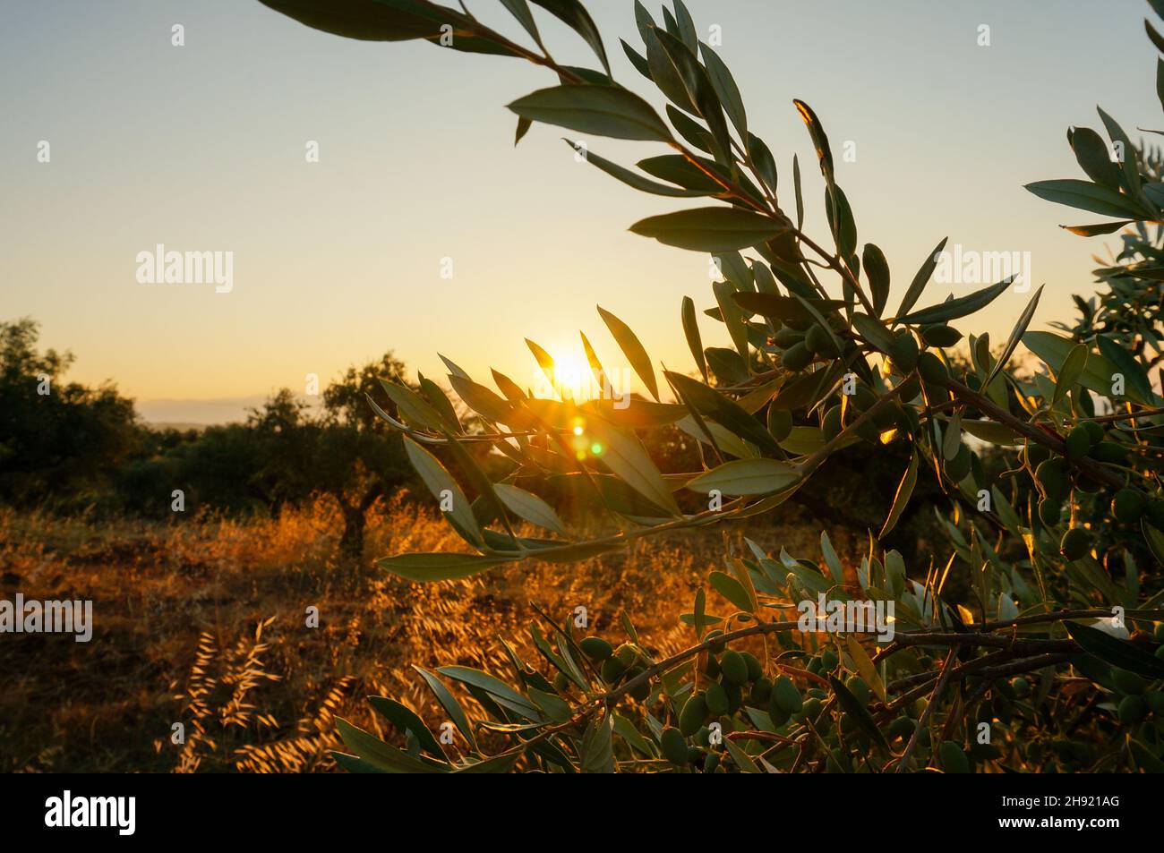Olive Tree And Sunset (Greece) 1 Stock Photo - Alamy
