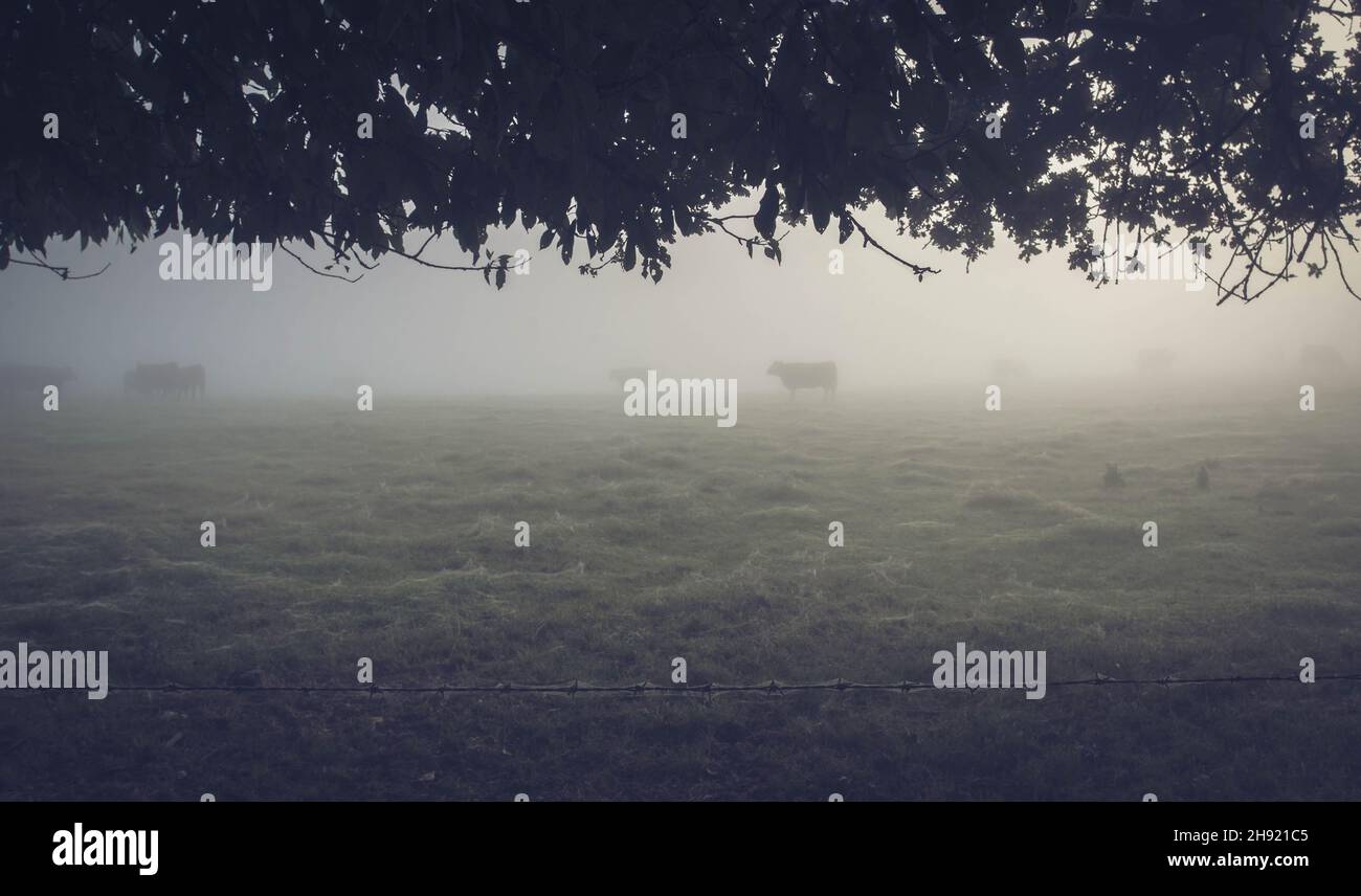 Animals in the mist Stock Photo - Alamy