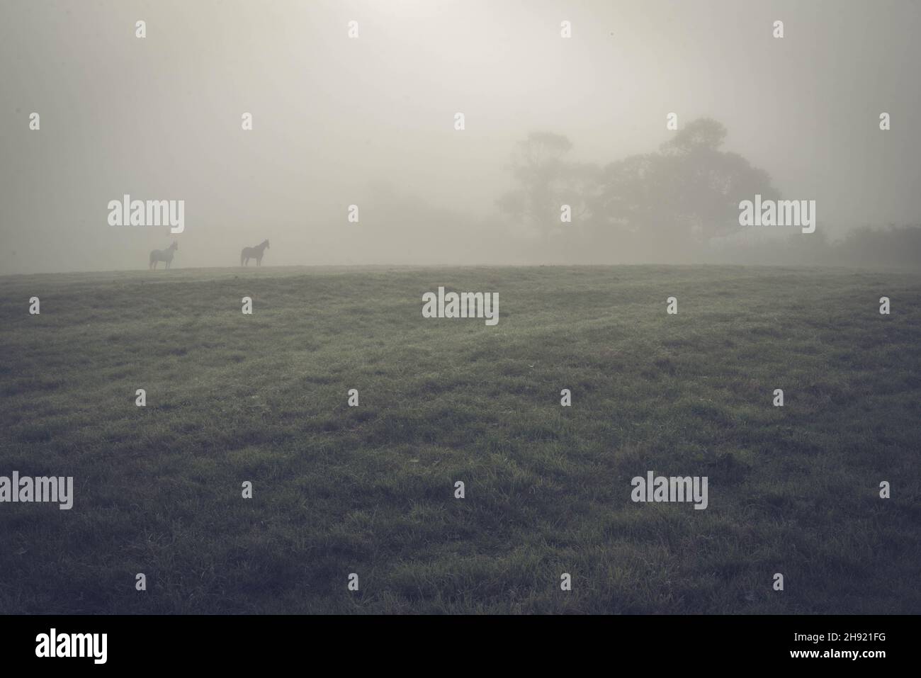 Horses in the mist Stock Photo - Alamy