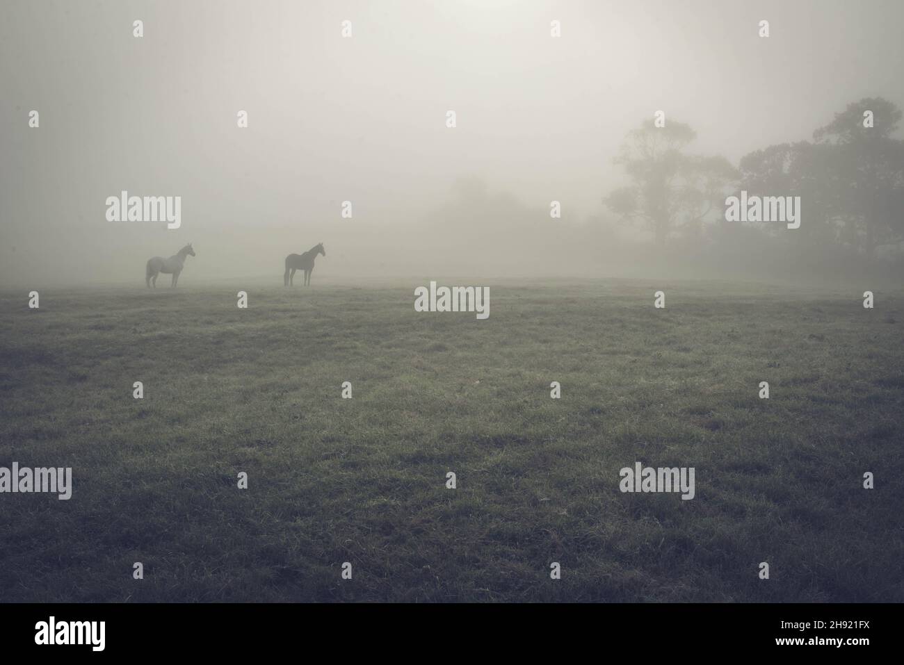 Horses in the mist Stock Photo - Alamy