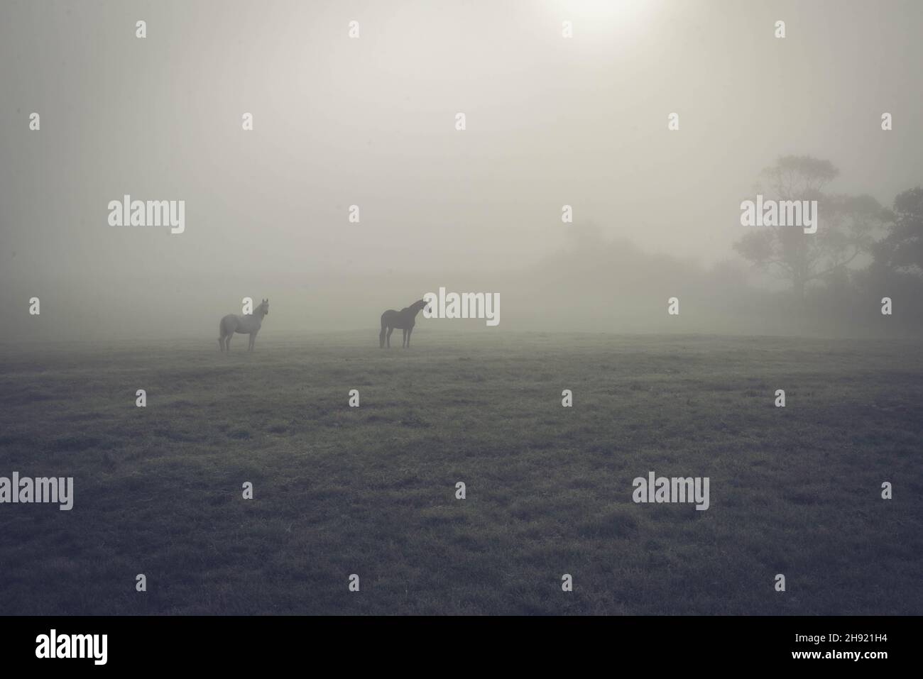 Horses in the mist Stock Photo - Alamy