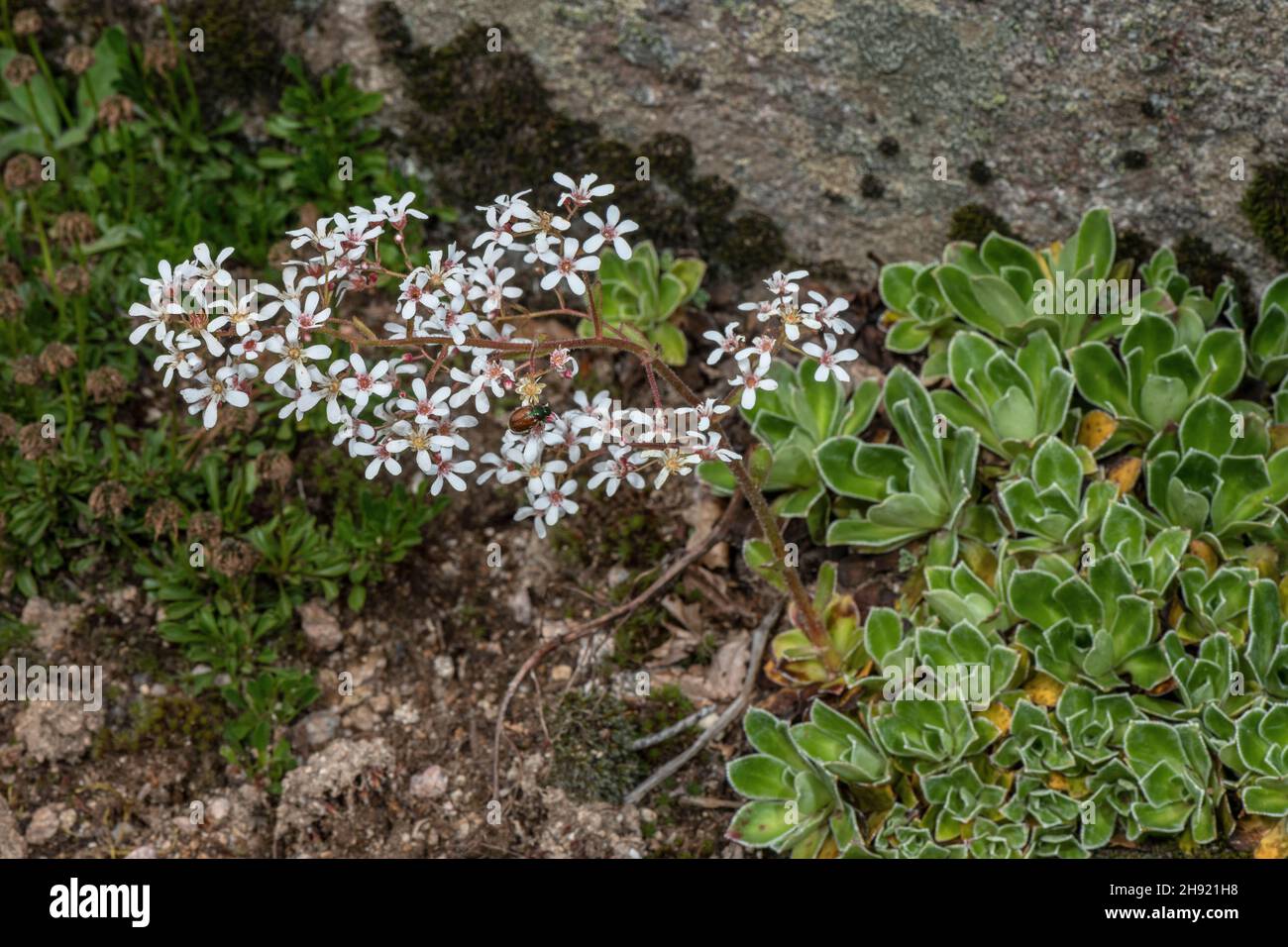 Pyramidal saxifrage, Saxifraga cotyledon in flower in the Alps Stock ...