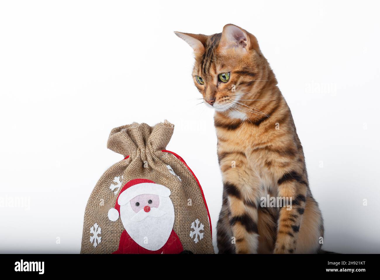 Big bag with gifts for Christmas and a home cat on a white background ...