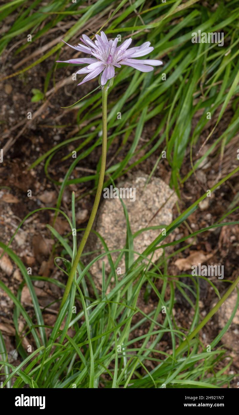 Podospermum roseum, Scorzonera purpurea ssp rosea Stock Photo - Alamy