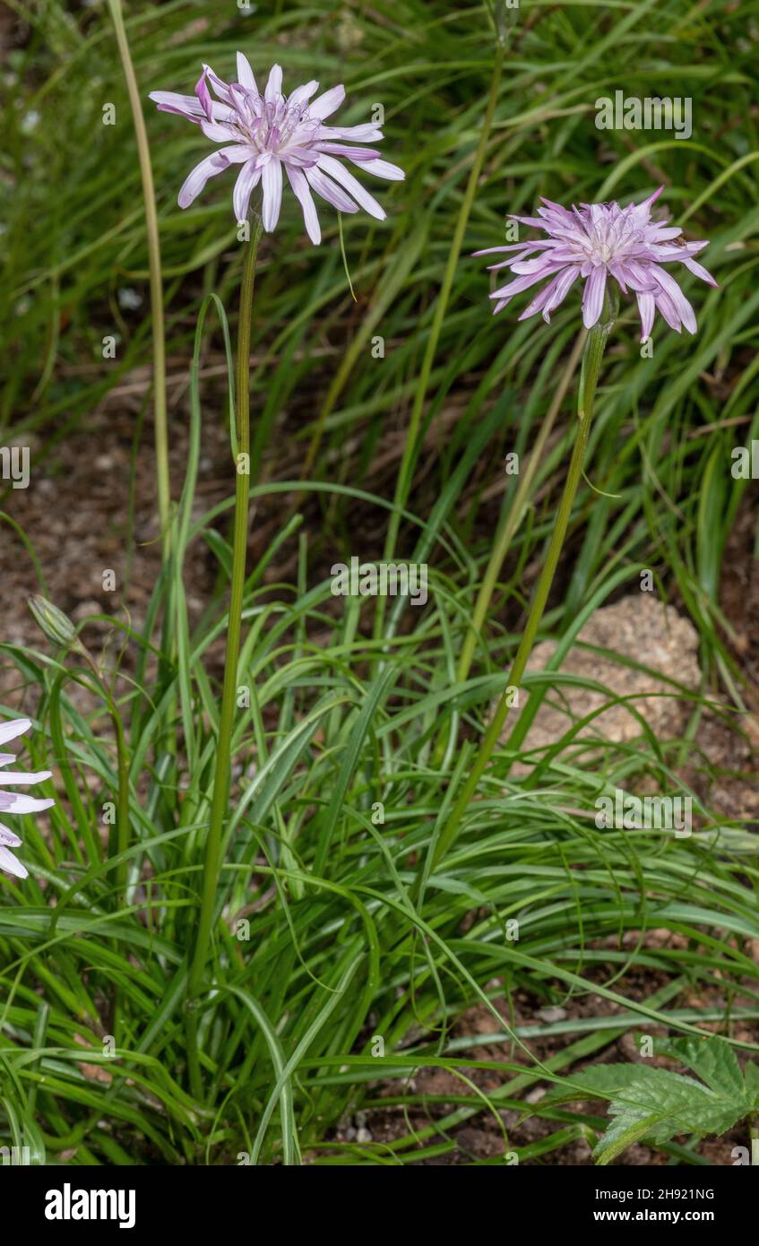 Podospermum roseum, Scorzonera purpurea ssp rosea Stock Photo - Alamy