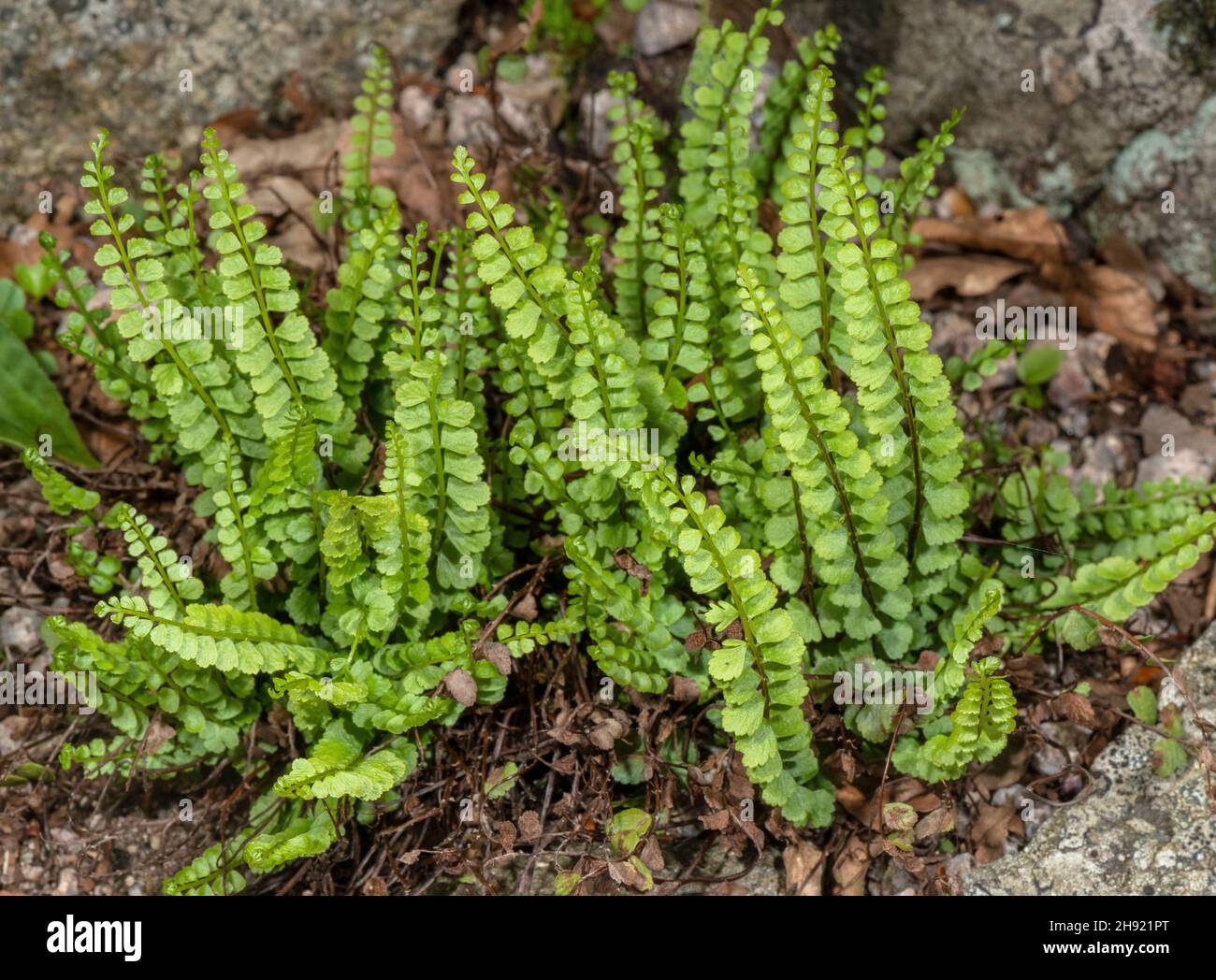 Hybrid spleenwort hi-res stock photography and images - Alamy