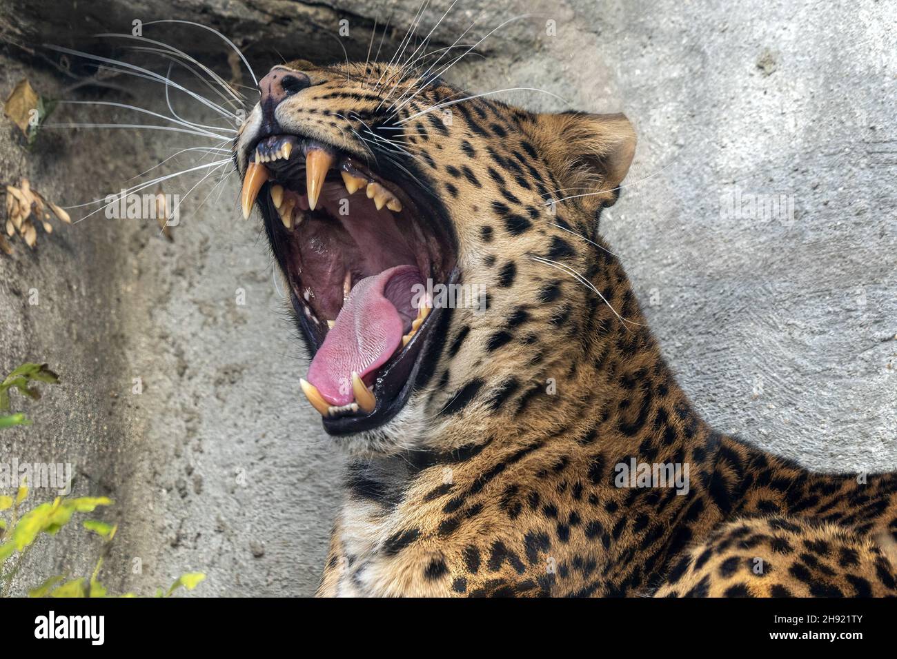 chinese panther leopard close up portrait looking at you Stock Photo ...