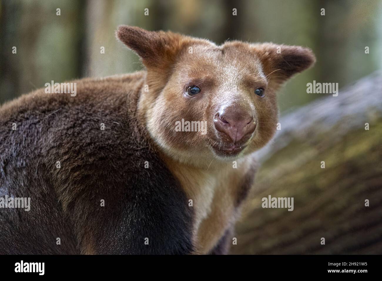 Goodfellow tree kangaroo hi-res stock photography and images - Alamy