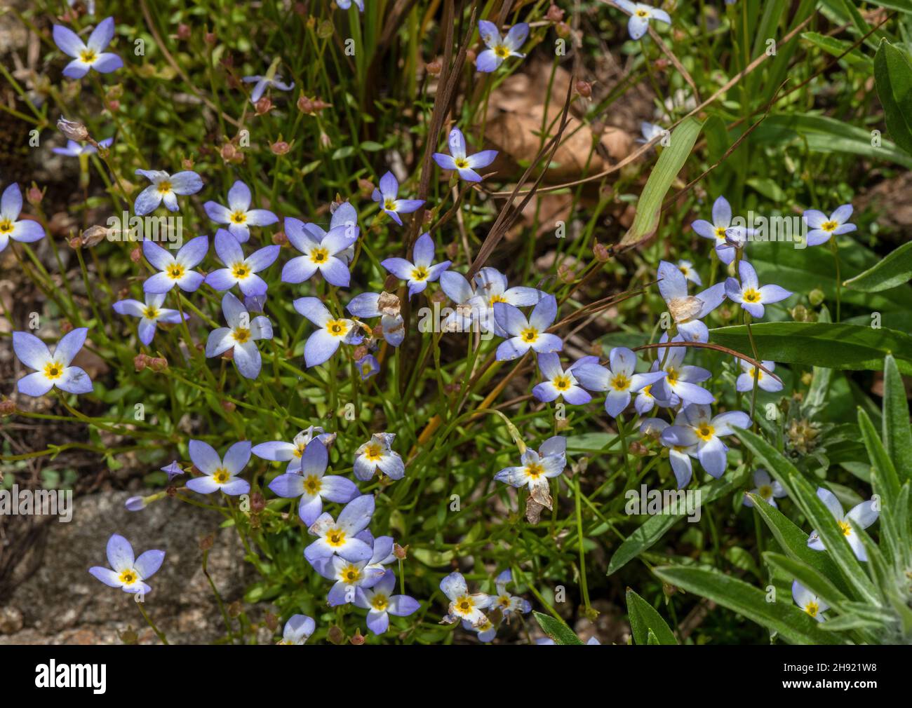 Houstonia caerulea hi-res stock photography and images - Alamy