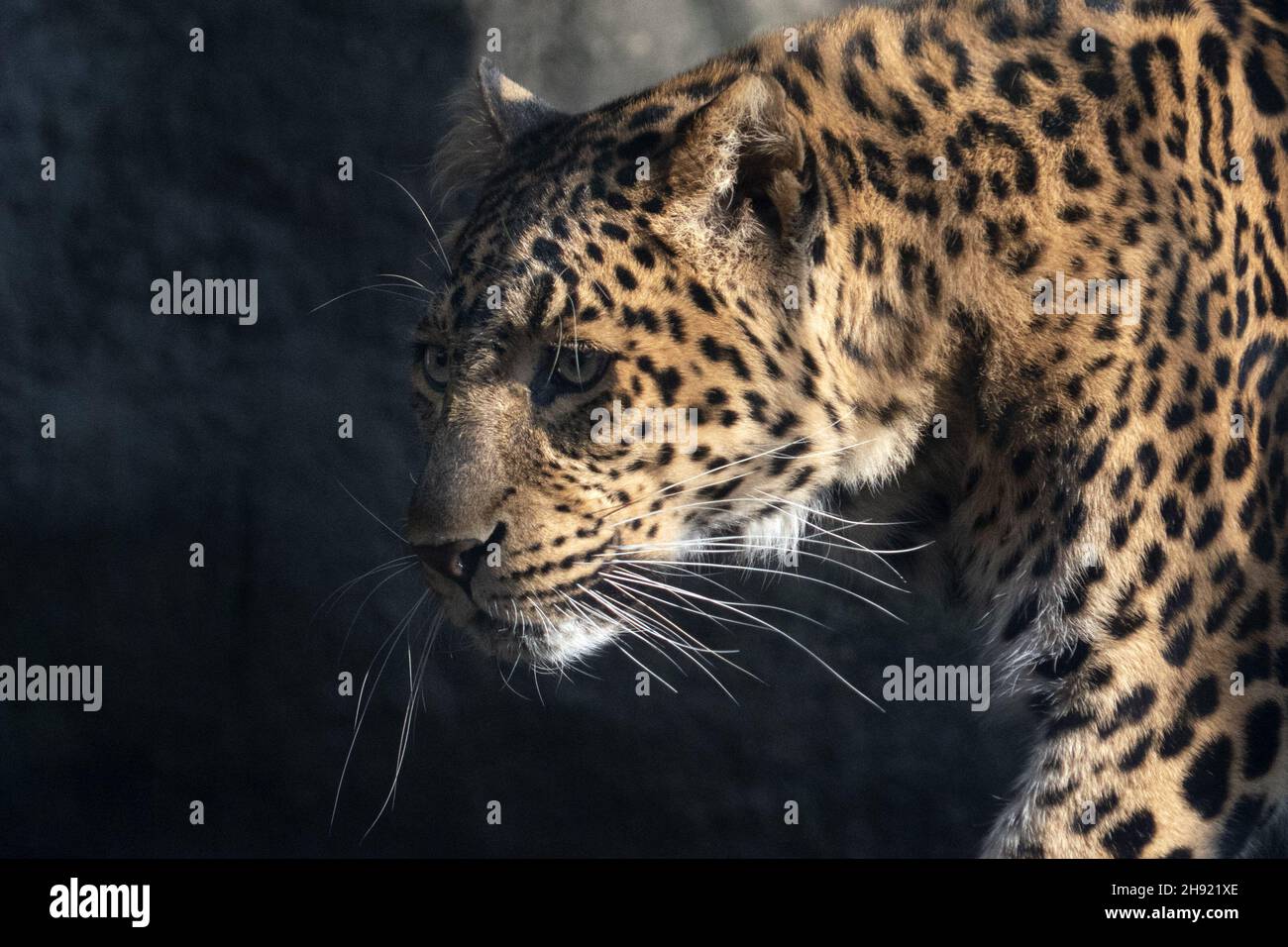 Chinese hunter leopard hi-res stock photography and images - Alamy